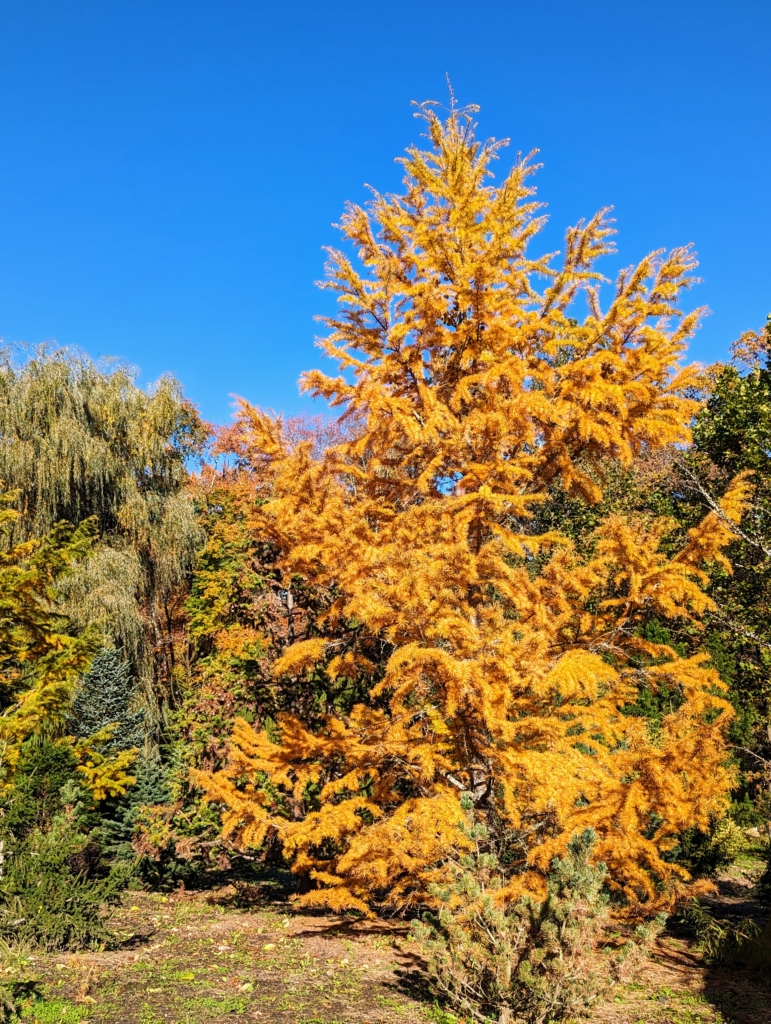 October Colors Around My Farm - The Martha Stewart Blog