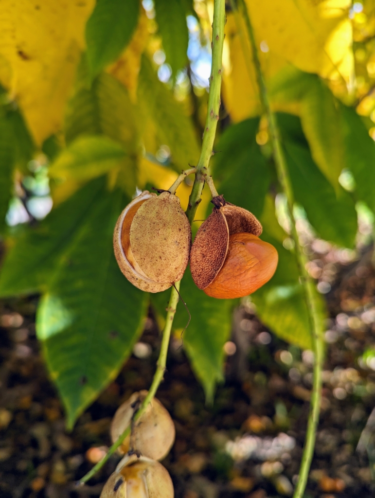 Nuts Around My Farm - The Martha Stewart Blog
