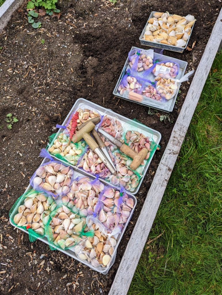 Next Year's Garlic Crop is Planted! - The Martha Stewart Blog