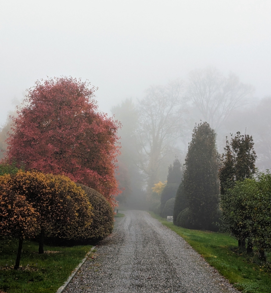 A Dense Fog Over the Farm - The Martha Stewart Blog