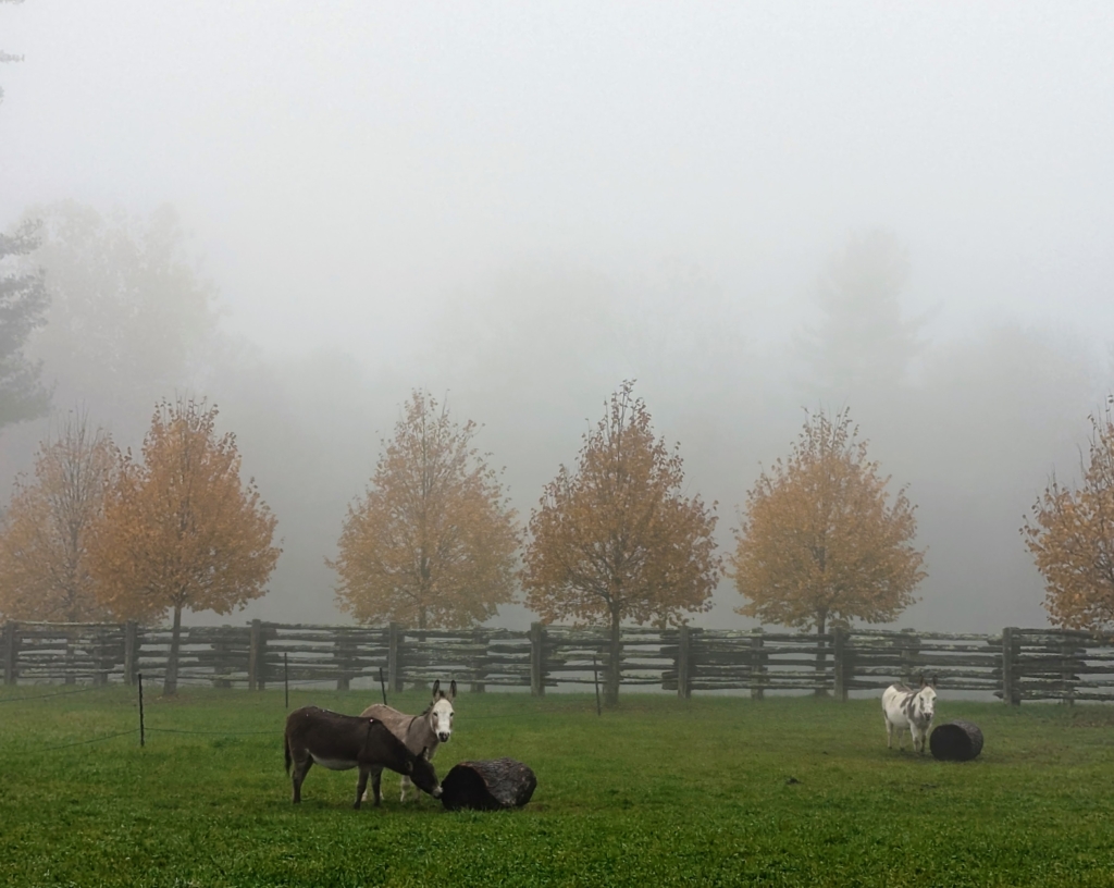 A Dense Fog Over the Farm - The Martha Stewart Blog