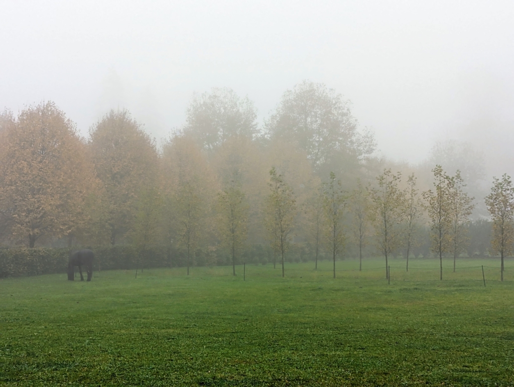 A Dense Fog Over the Farm - The Martha Stewart Blog