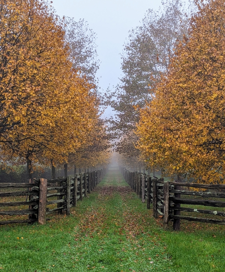 A Dense Fog Over the Farm - The Martha Stewart Blog