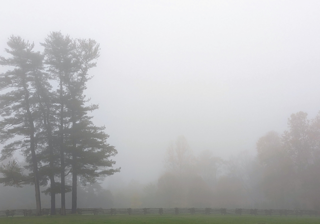 A Dense Fog Over the Farm - The Martha Stewart Blog