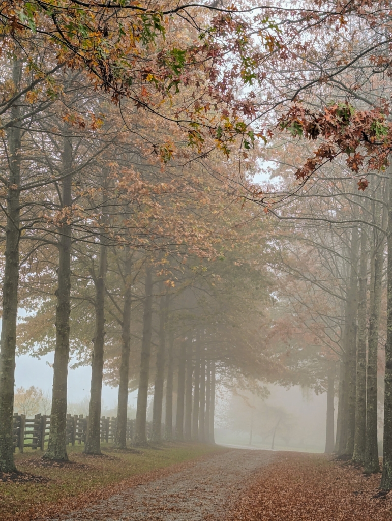 A Dense Fog Over the Farm - The Martha Stewart Blog