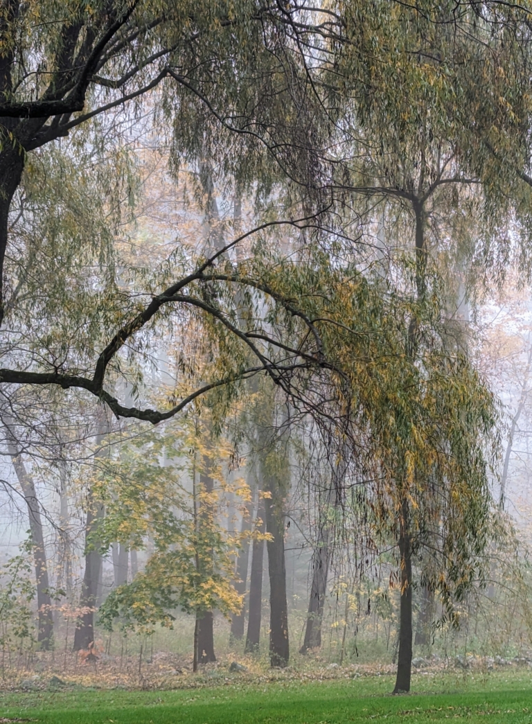 A Dense Fog Over the Farm - The Martha Stewart Blog