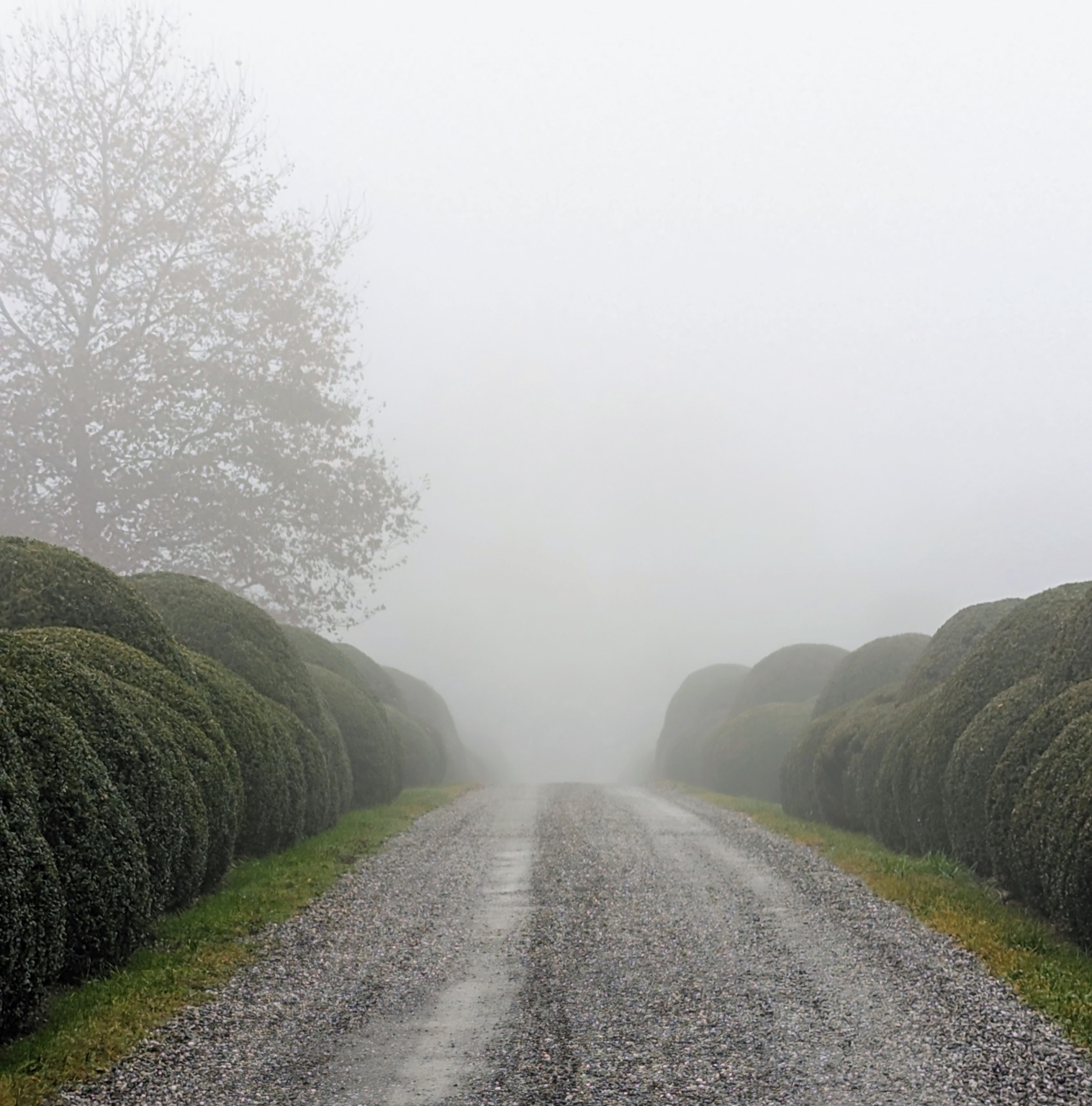The Martha Stewart Blog : Blog Archive A Dense Fog Over the Farm - The ...