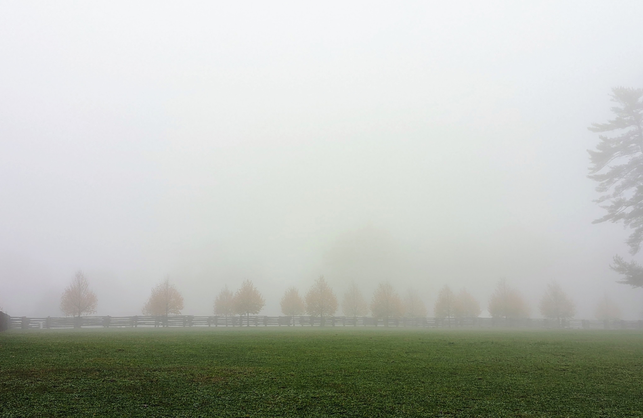 A Dense Fog Over the Farm - The Martha Stewart Blog