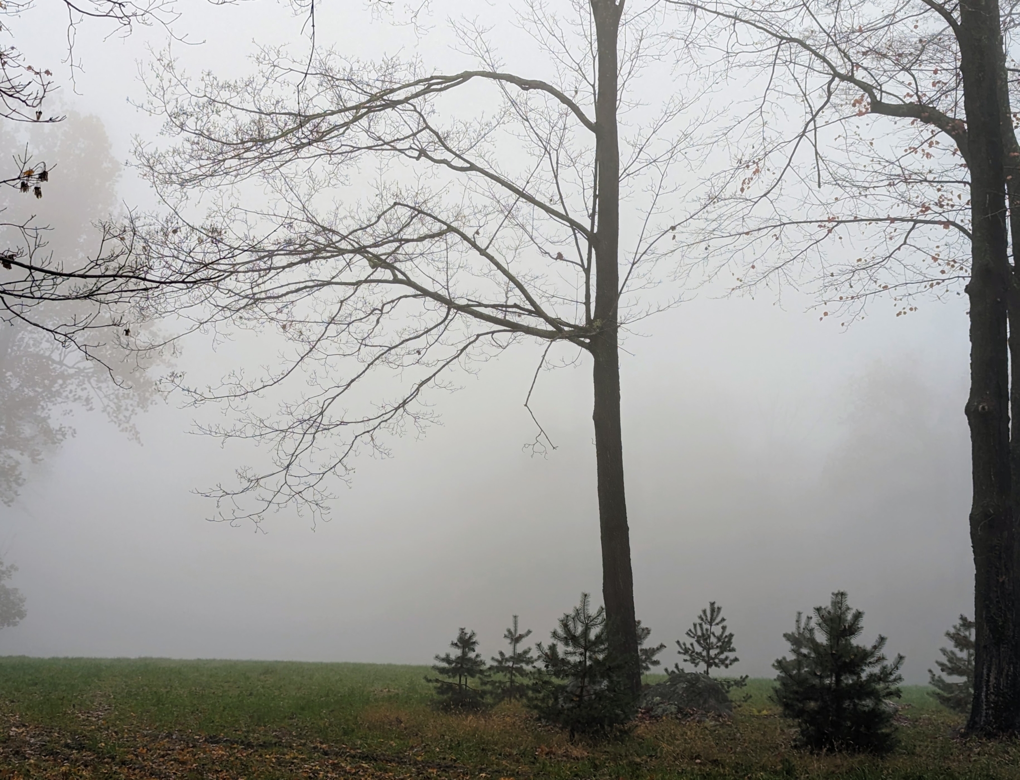 A Dense Fog Over the Farm - The Martha Stewart Blog