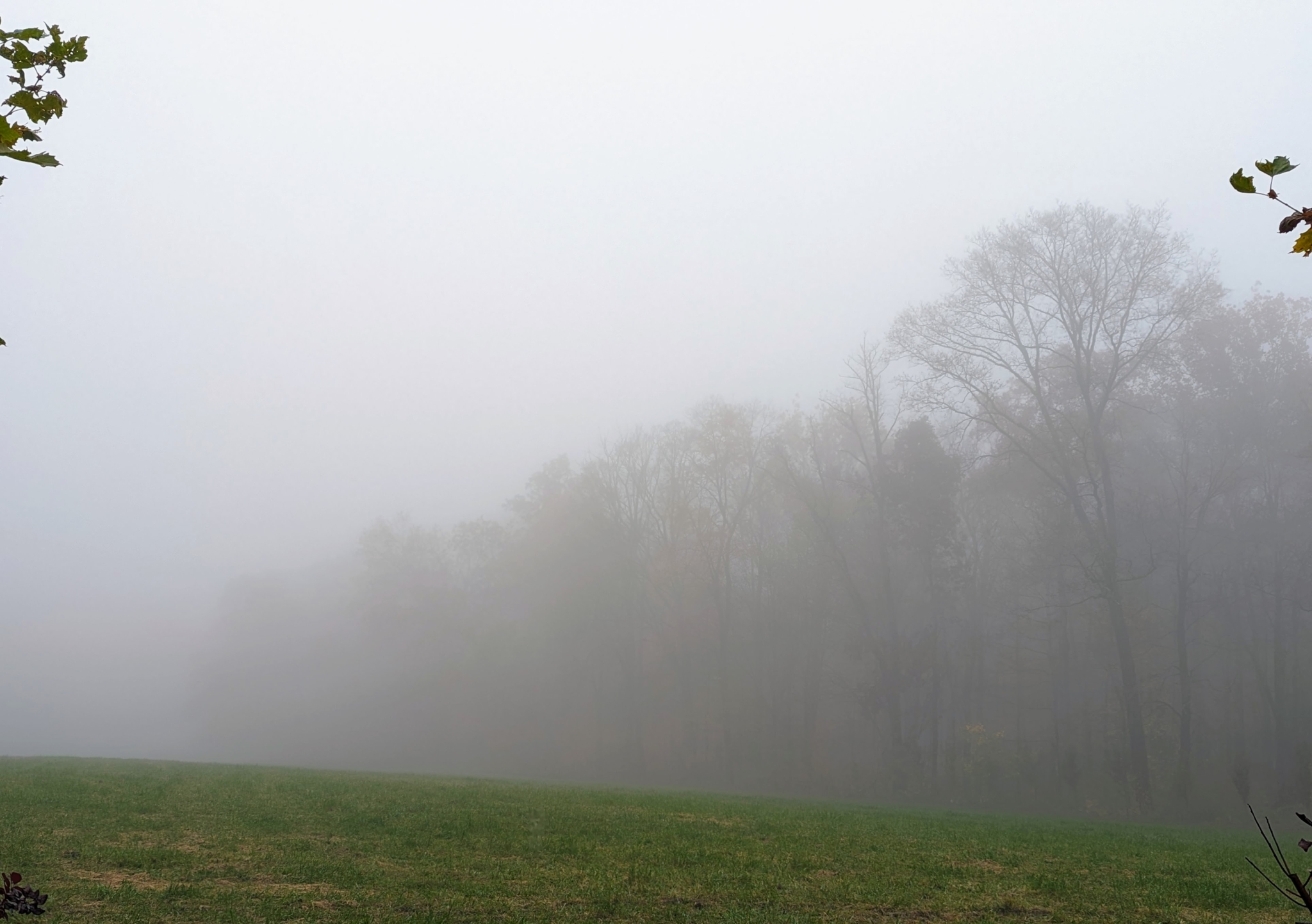A Dense Fog Over the Farm - The Martha Stewart Blog