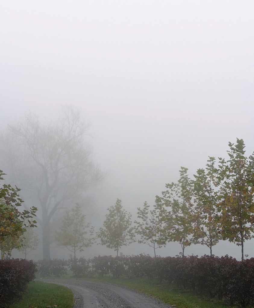A Dense Fog Over the Farm - The Martha Stewart Blog