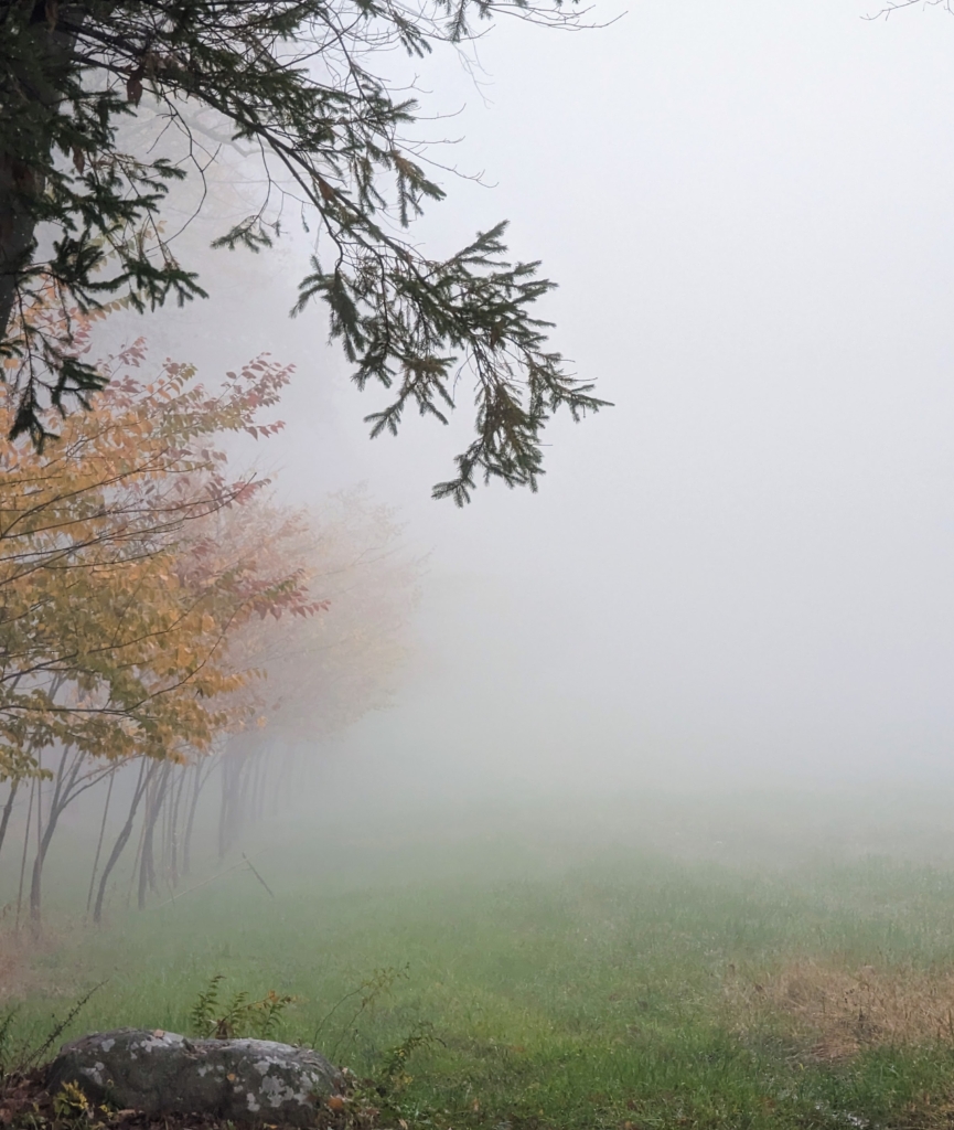 The Martha Stewart Blog : Blog Archive A Dense Fog Over the Farm - The ...