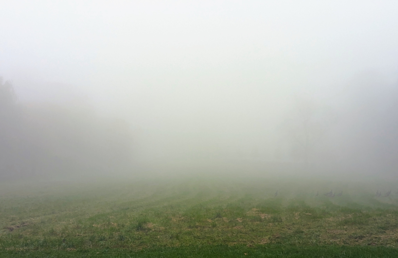 The Martha Stewart Blog : Blog Archive A Dense Fog Over the Farm - The ...