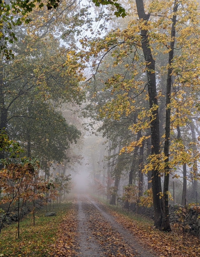 A Dense Fog Over the Farm - The Martha Stewart Blog