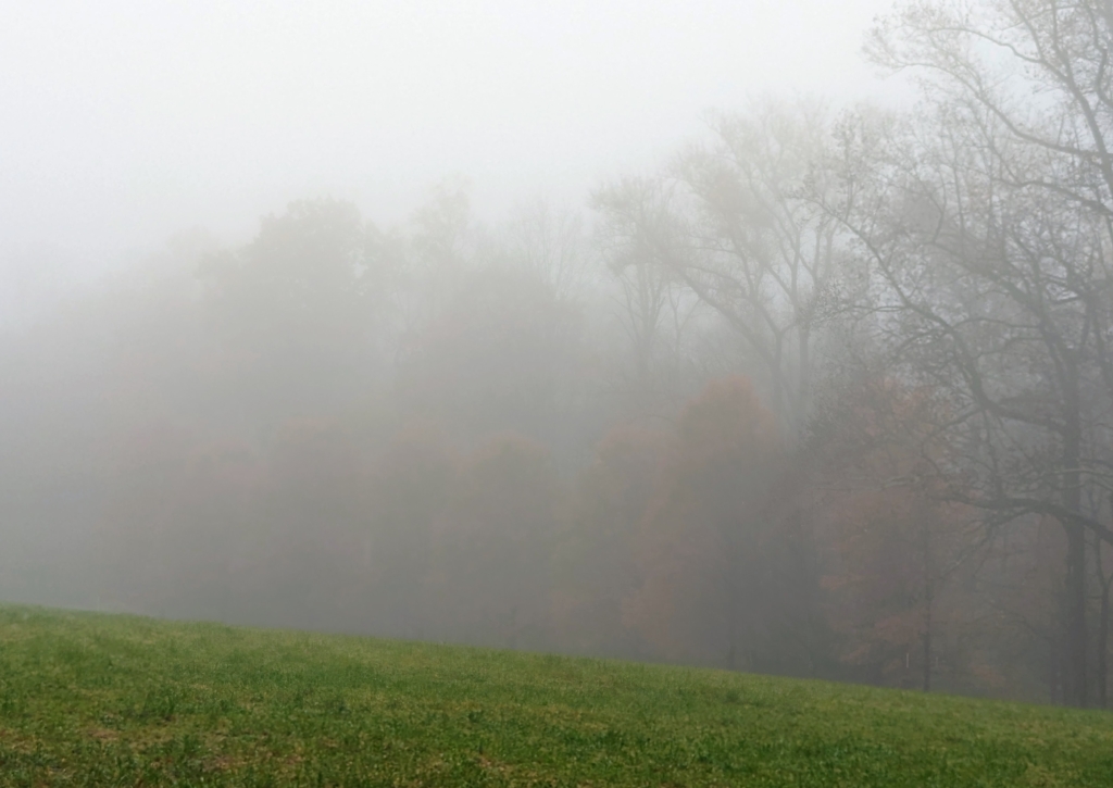 A Dense Fog Over the Farm - The Martha Stewart Blog