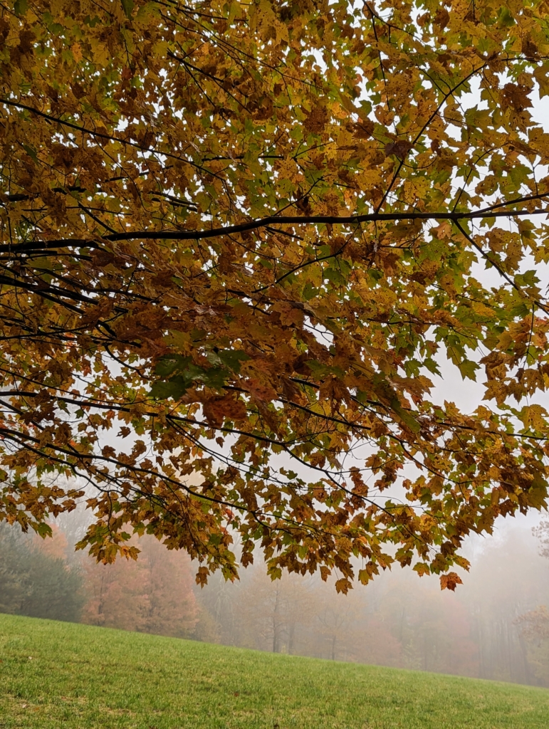 A Dense Fog Over the Farm - The Martha Stewart Blog