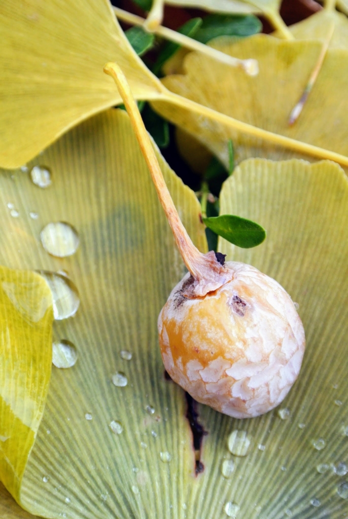 The Ginkgo Trees at My Farm - The Martha Stewart Blog