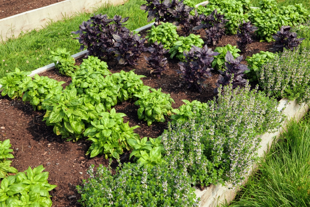 Herbs at the Farm - The Martha Stewart Blog
