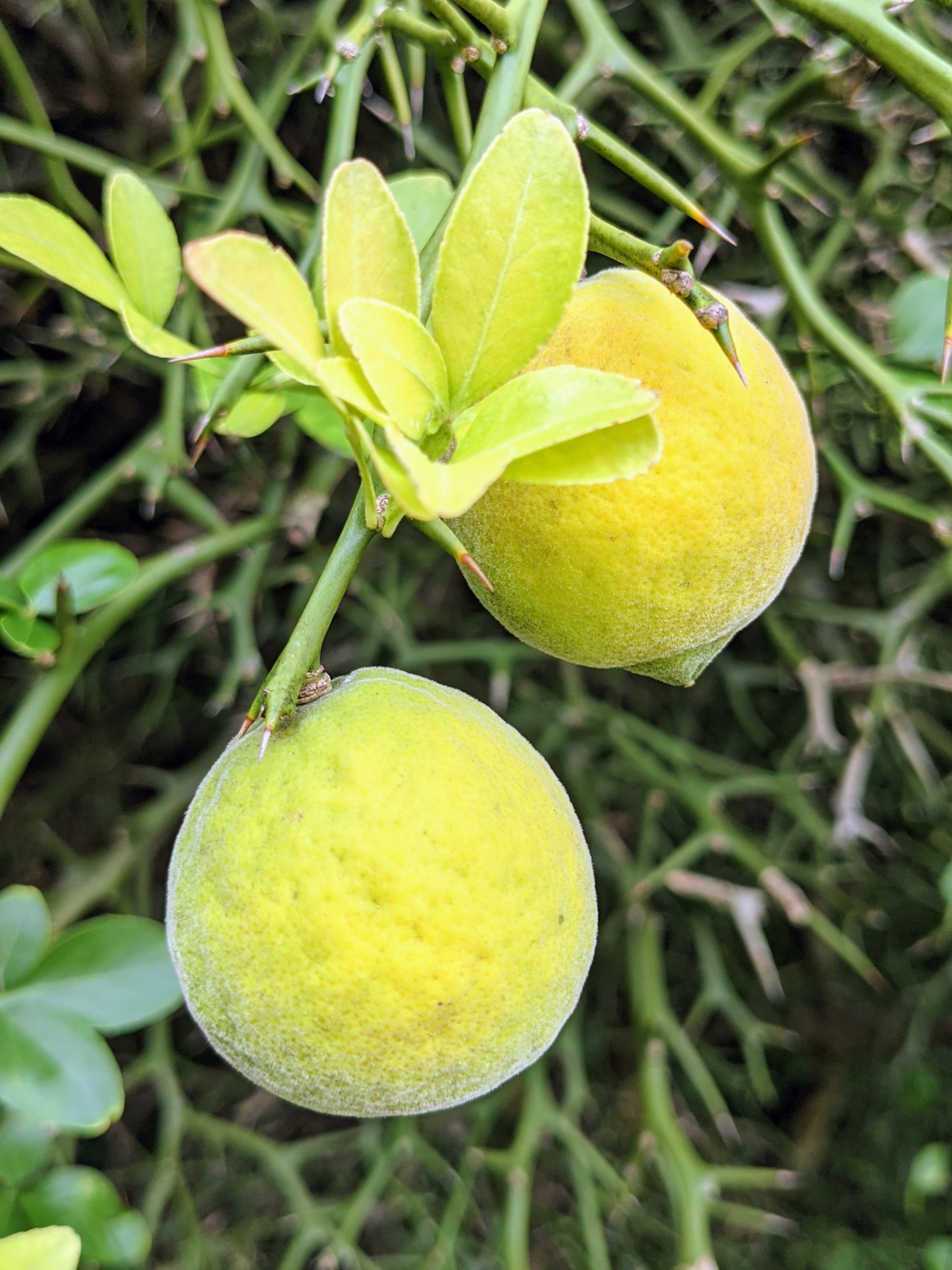 Late Autumn Fruits Around the Farm - The Martha Stewart Blog
