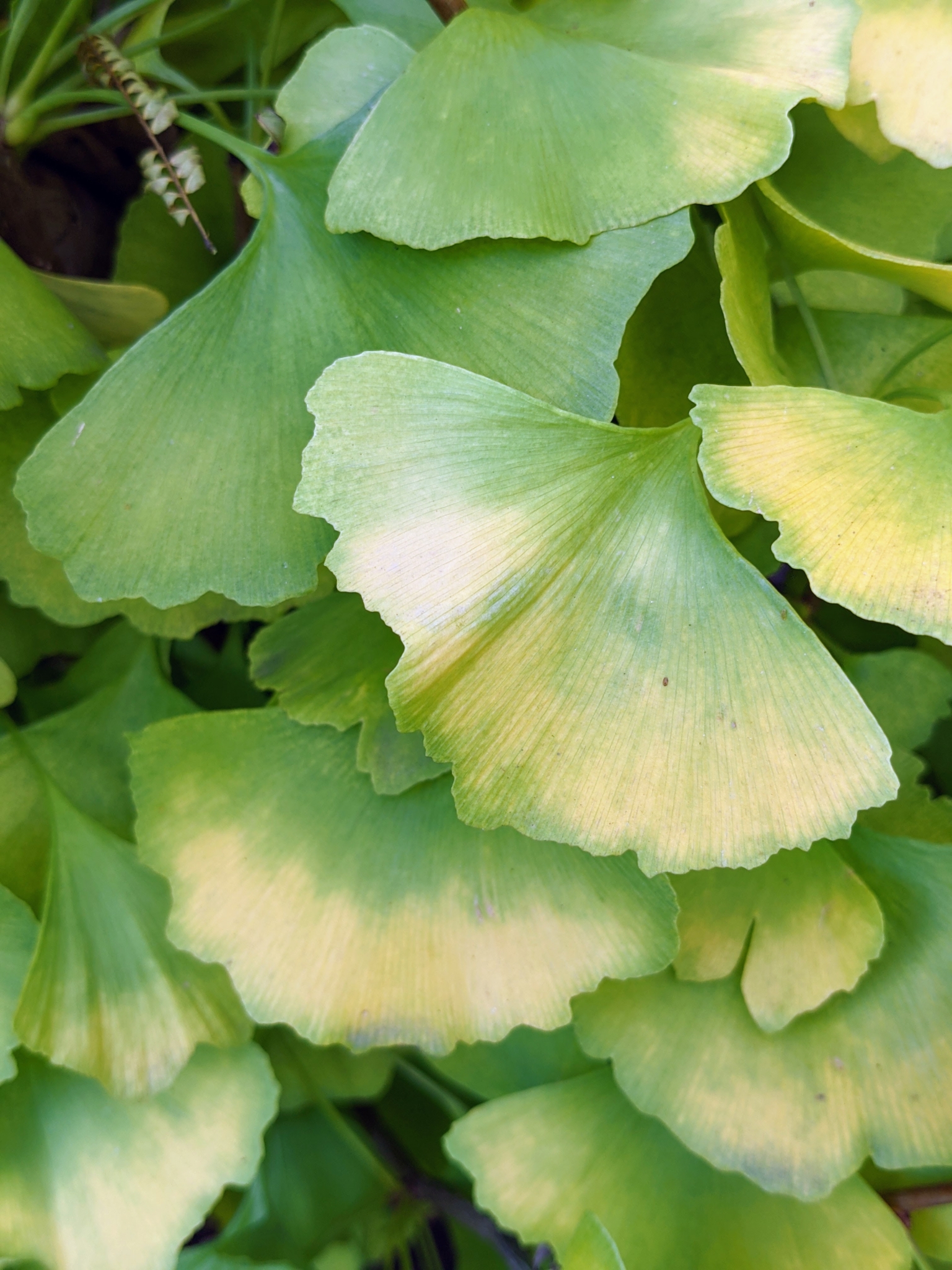 The Ginkgo Trees at My Farm - The Martha Stewart Blog