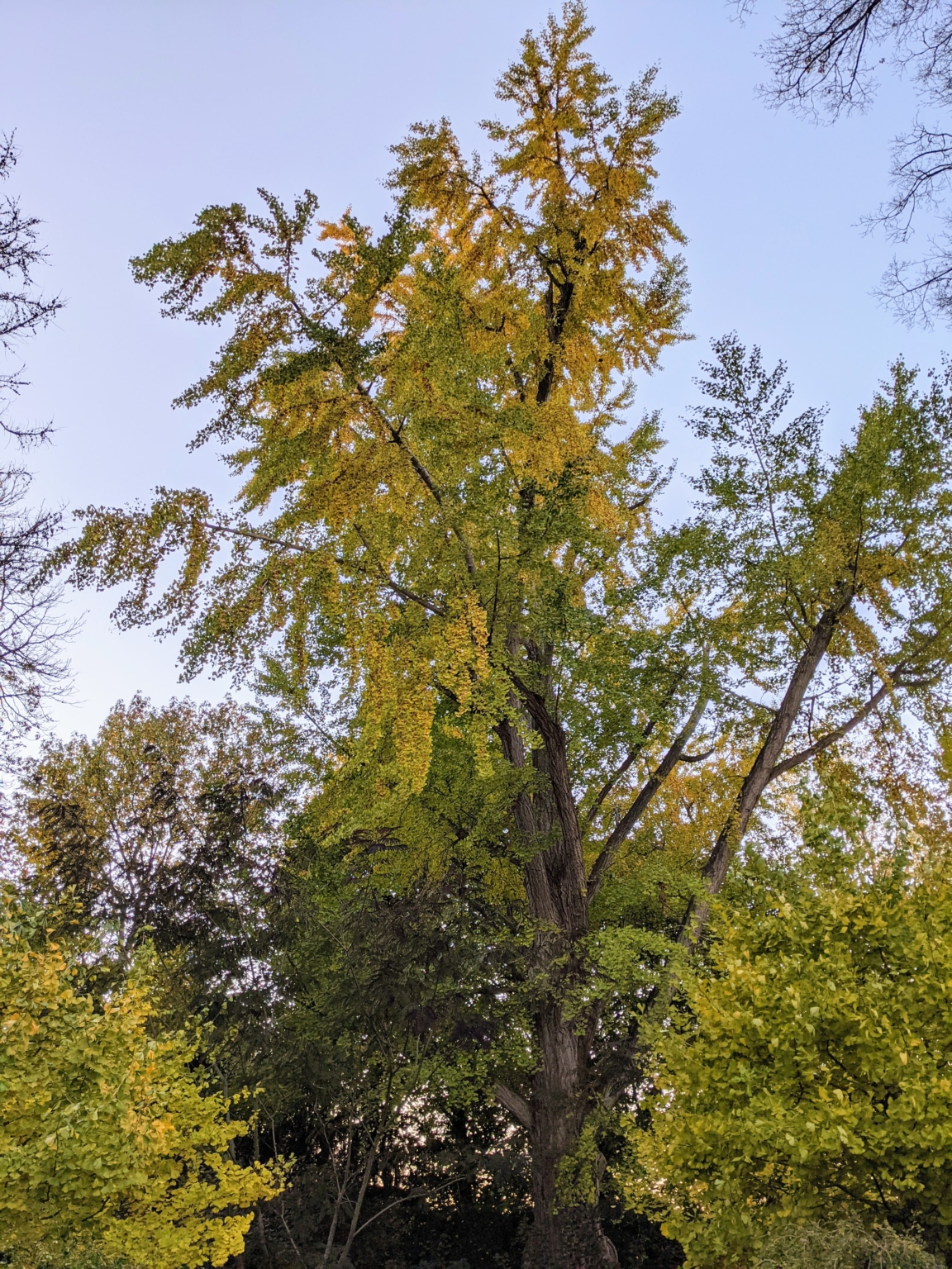 The Martha Stewart Blog : Blog Archive The Ginkgo Trees at My Farm ...