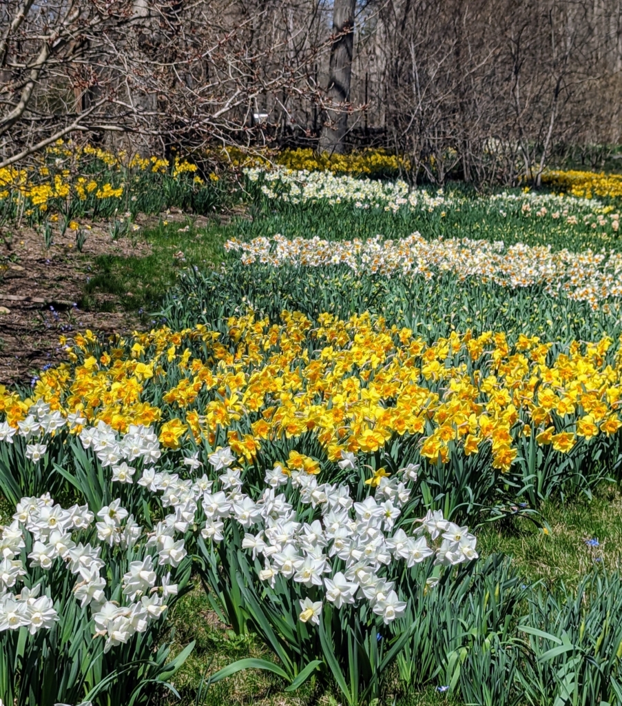 Planting Daffodil Bulbs in the Long Border - The Martha Stewart Blog