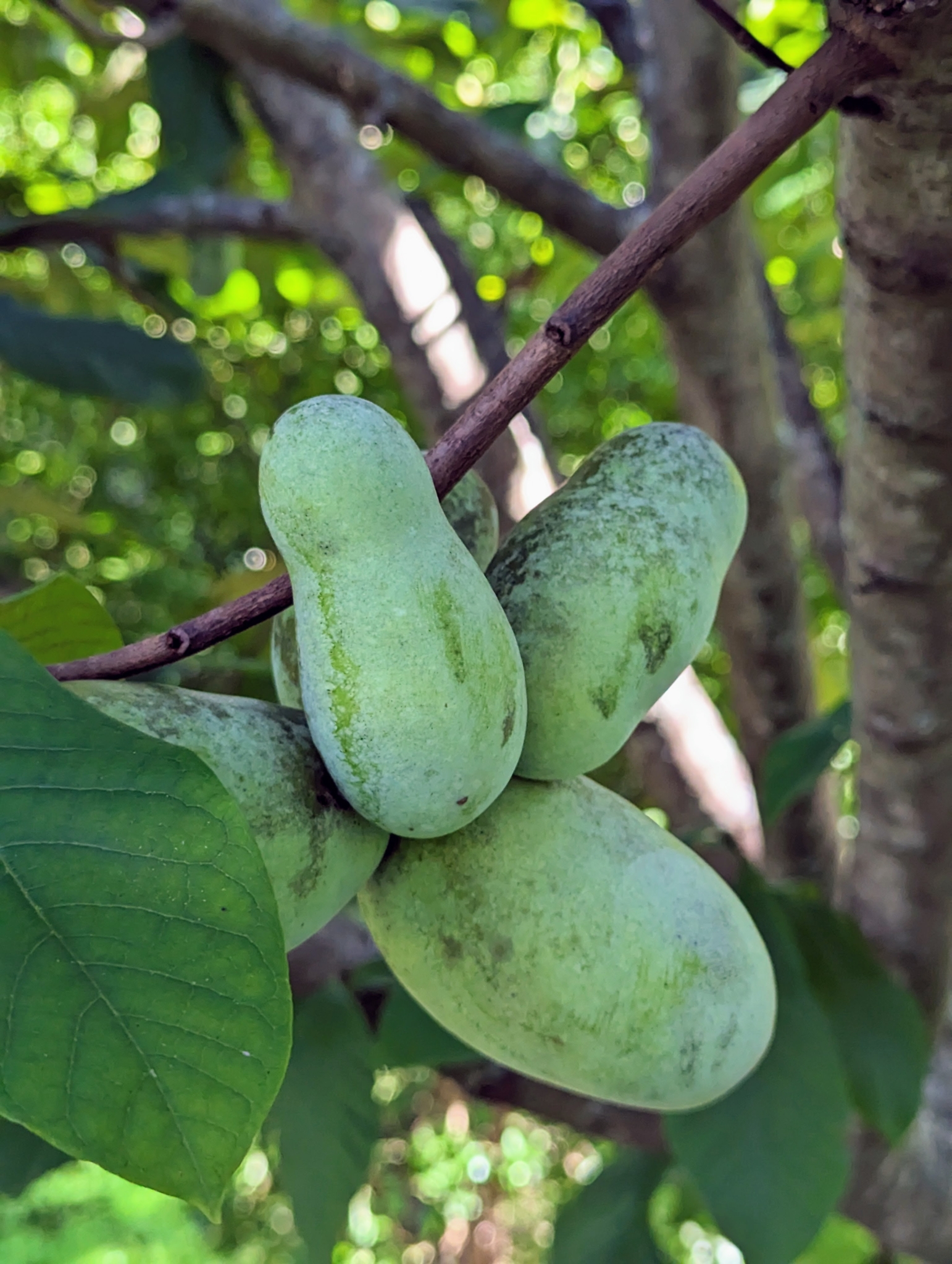 Late Autumn Fruits Around the Farm - The Martha Stewart Blog