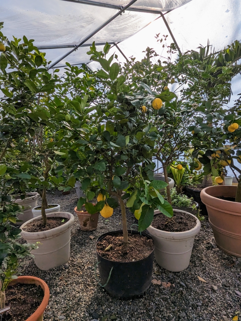 Storing Citrus and Figs - The Martha Stewart Blog