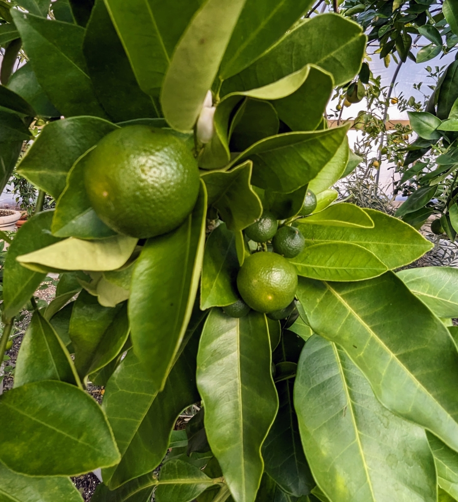 Storing Citrus and Figs - The Martha Stewart Blog