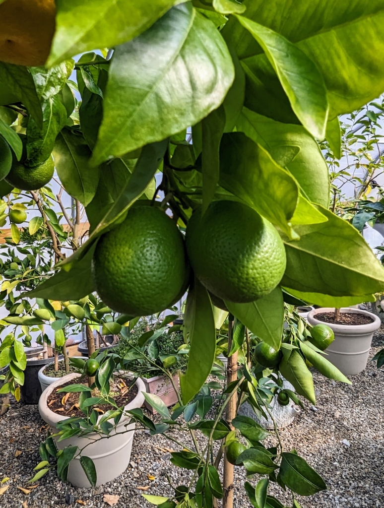 Storing Citrus and Figs - The Martha Stewart Blog