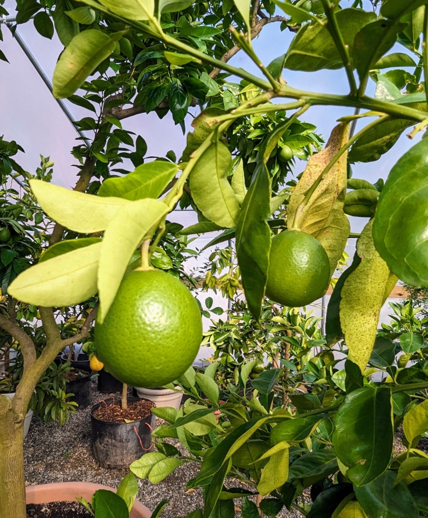 Storing Citrus and Figs - The Martha Stewart Blog
