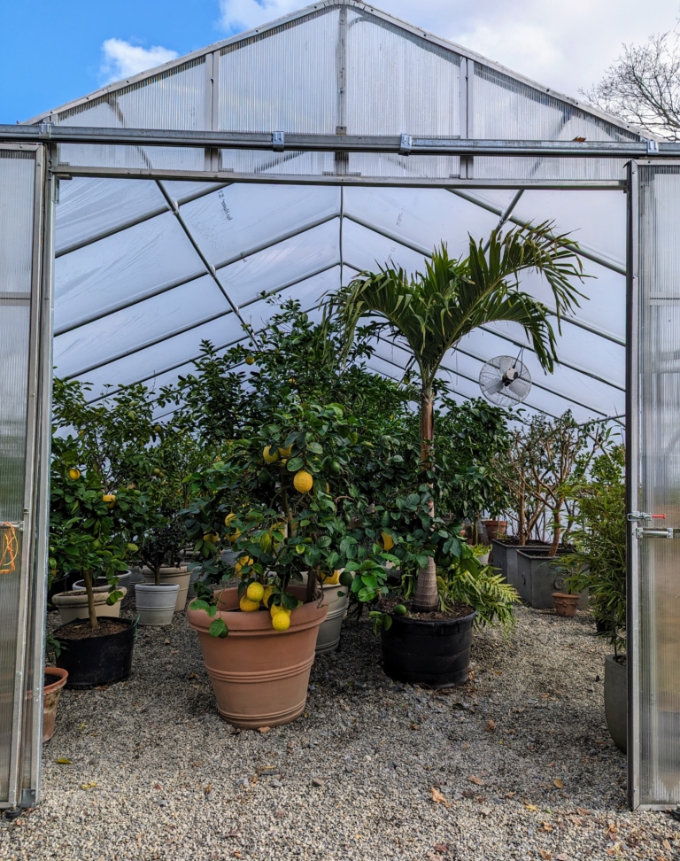 Storing Citrus and Figs - The Martha Stewart Blog