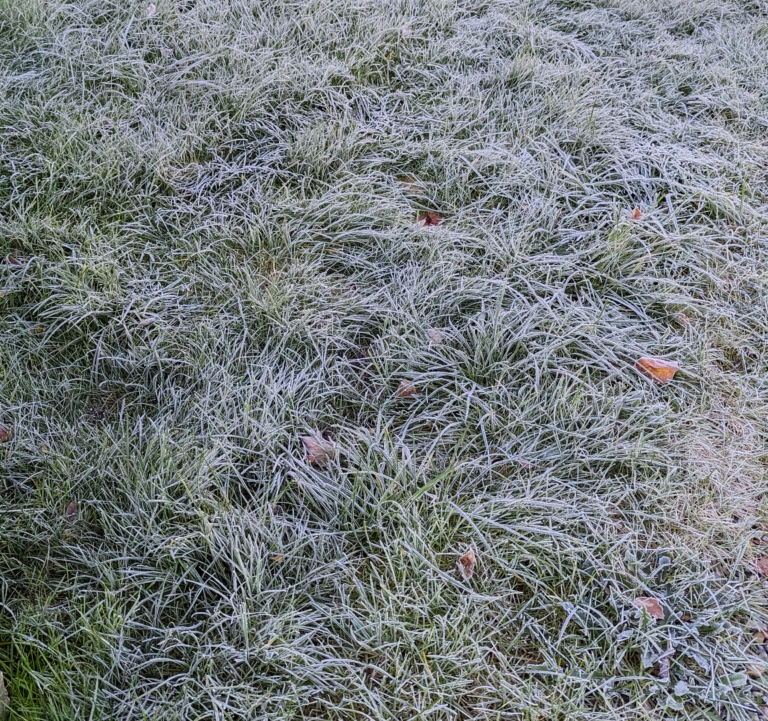 The Season's First Frost at My Farm - The Martha Stewart Blog