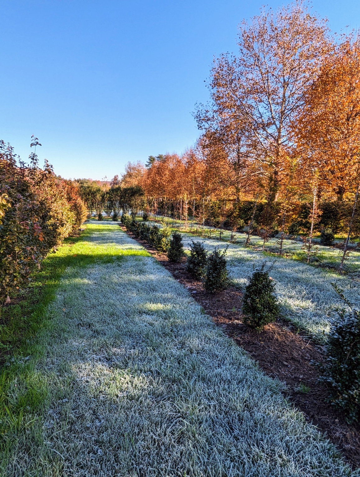 The Season's First Frost at My Farm - The Martha Stewart Blog