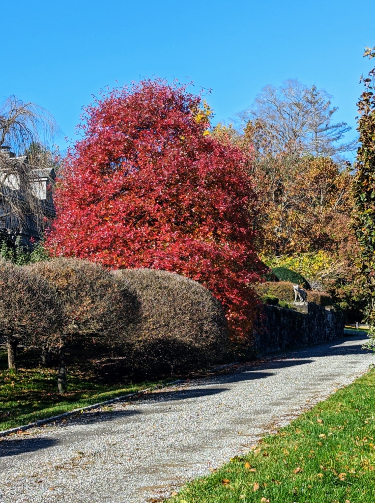 The Season's First Frost at My Farm - The Martha Stewart Blog