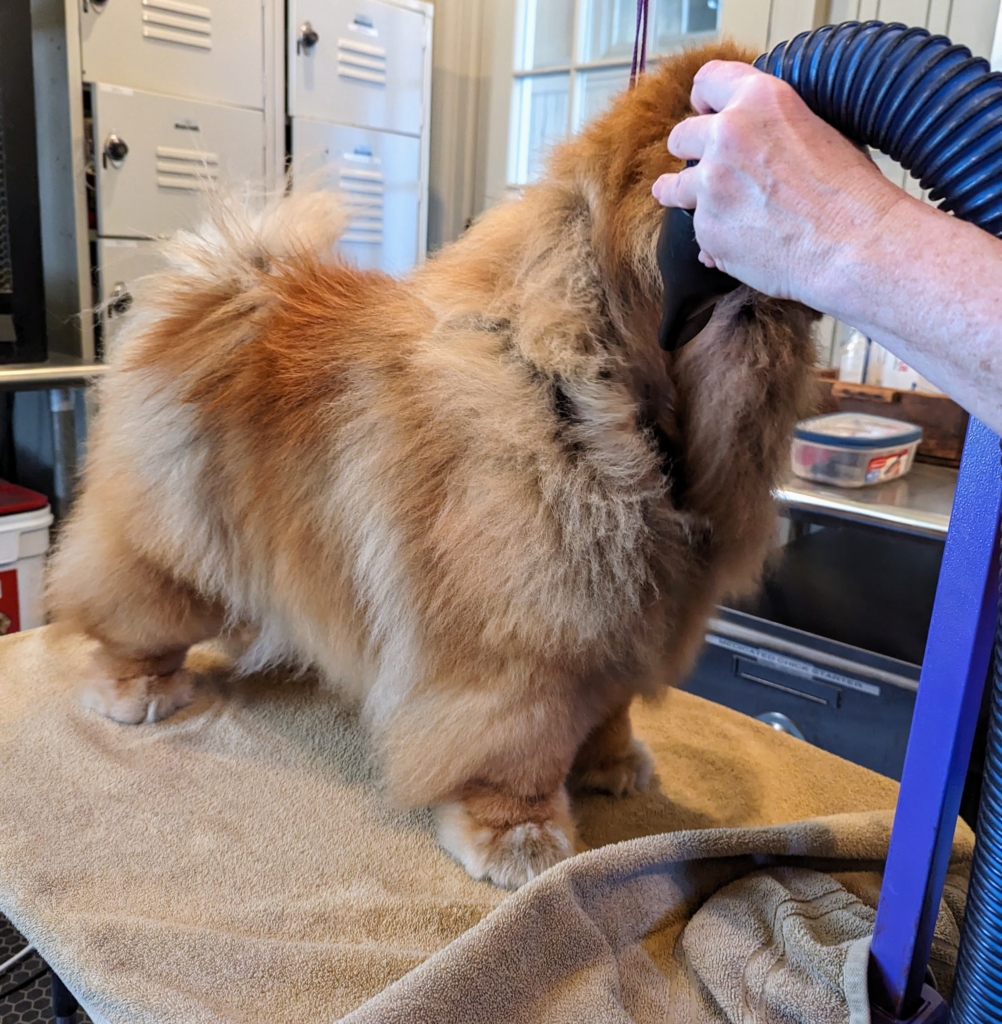 The Martha Stewart Blog : Blog Archive A Dog Groomer Visits My Farm ...