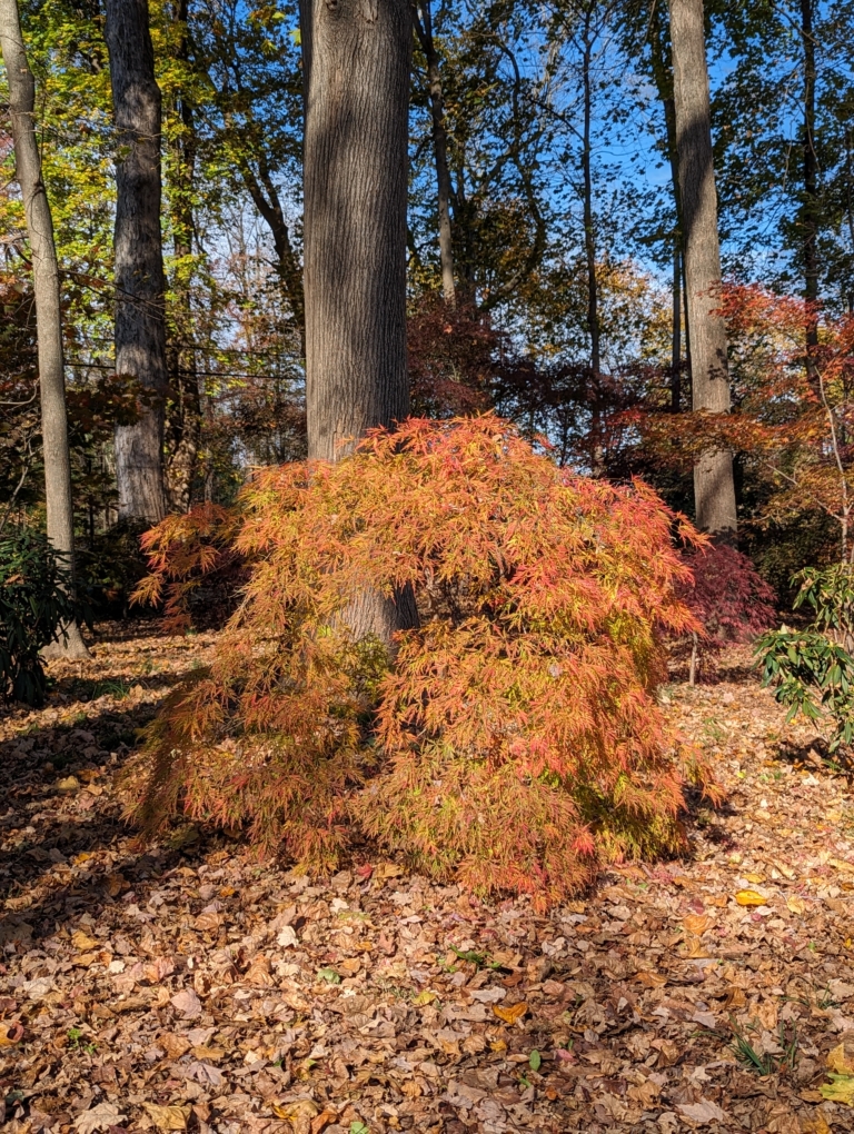 Mid-November in My Japanese Maple Grove - The Martha Stewart Blog