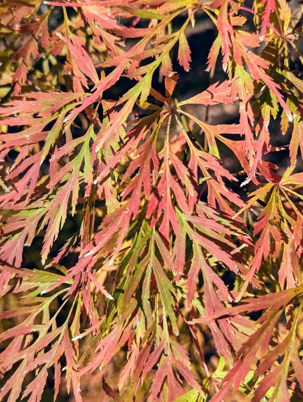 Mid-November in My Japanese Maple Grove - The Martha Stewart Blog