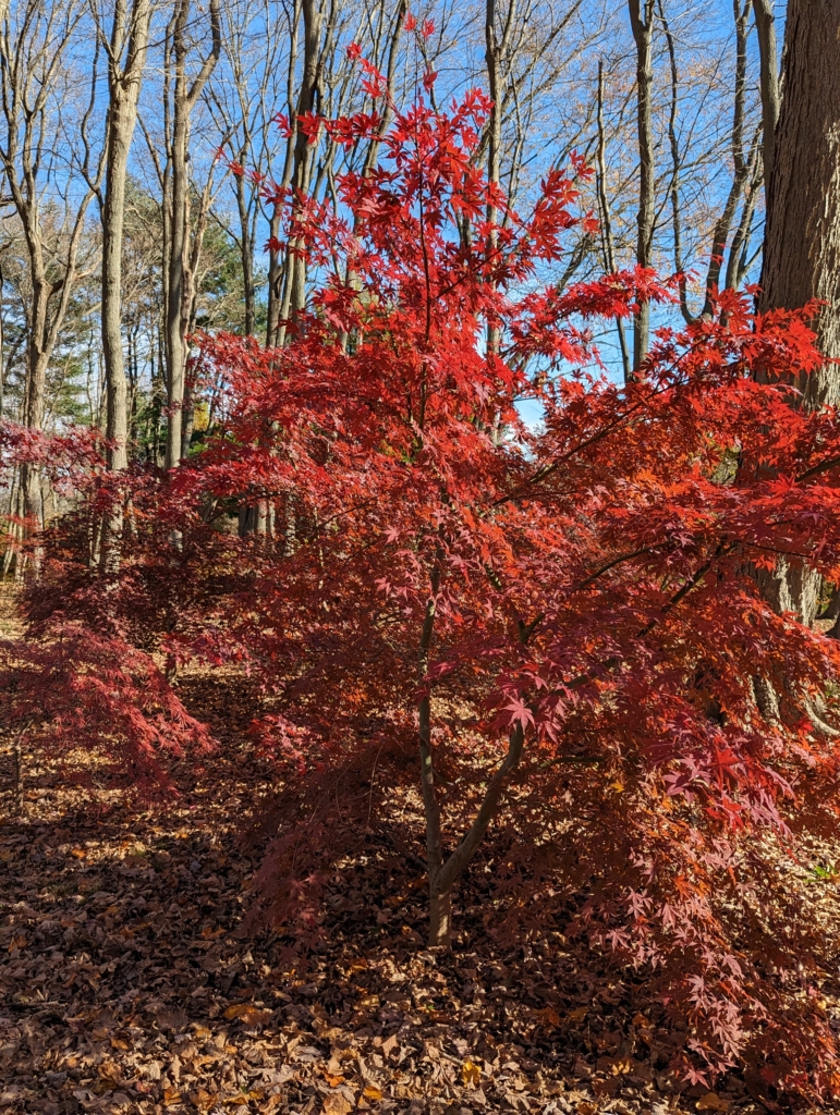 Mid-November in My Japanese Maple Grove - The Martha Stewart Blog