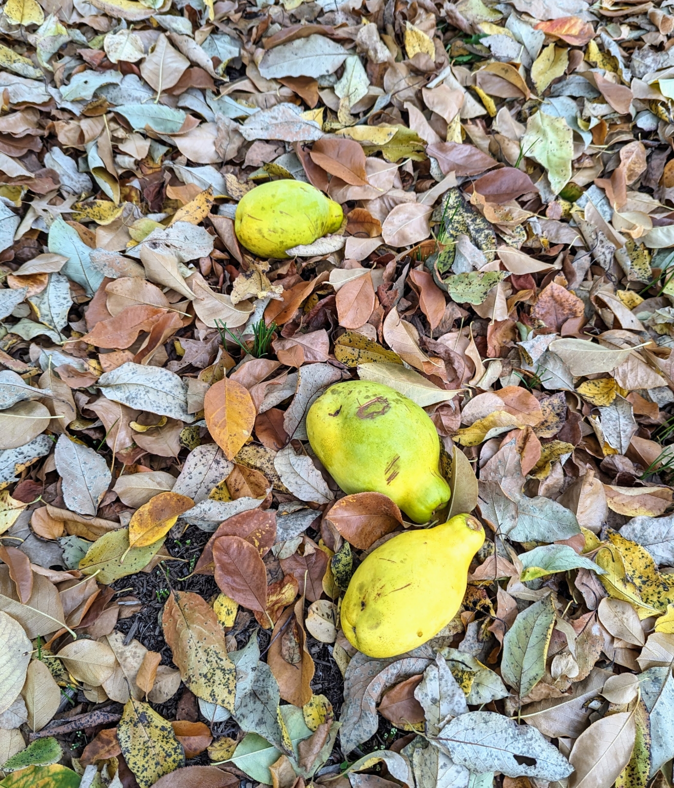 Late Autumn Fruits Around the Farm - The Martha Stewart Blog