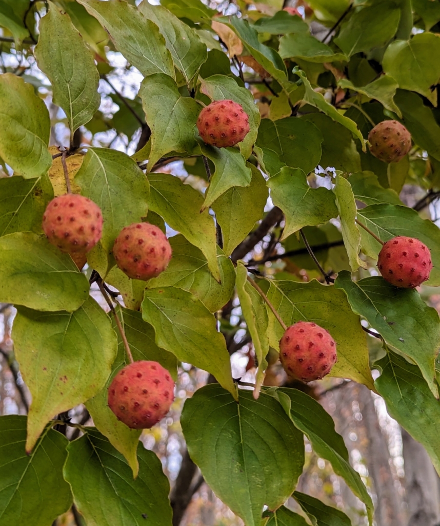 Late Autumn Fruits Around the Farm - The Martha Stewart Blog