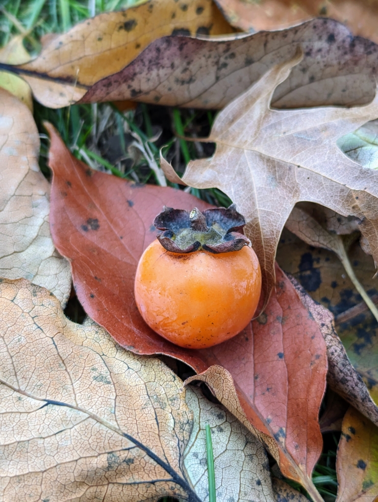 Late Autumn Fruits Around the Farm - The Martha Stewart Blog