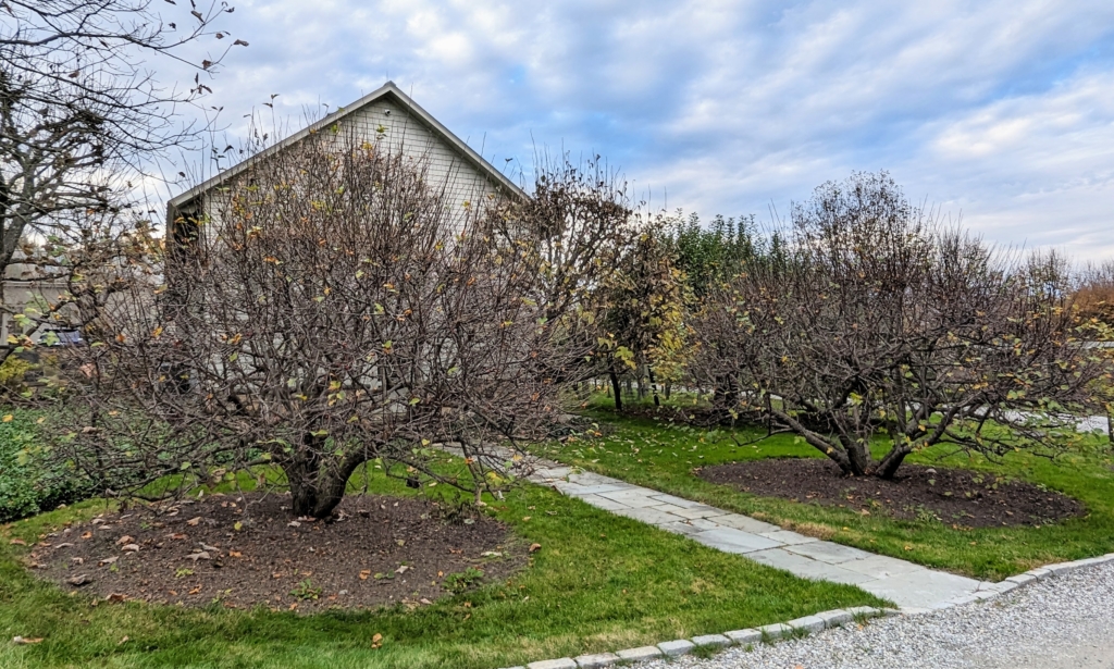 Late Autumn Fruits Around the Farm - The Martha Stewart Blog