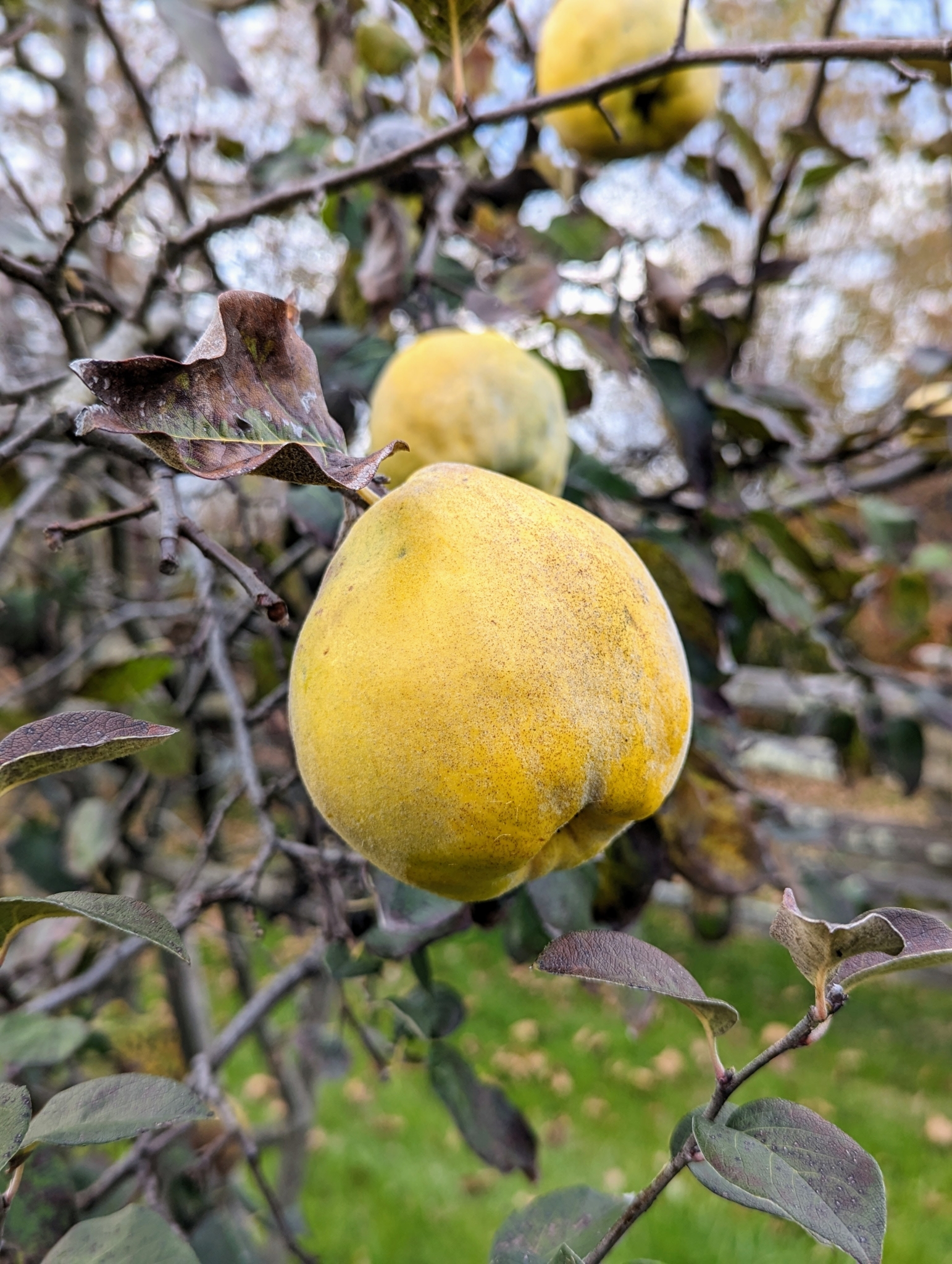 Late Autumn Fruits Around the Farm - The Martha Stewart Blog