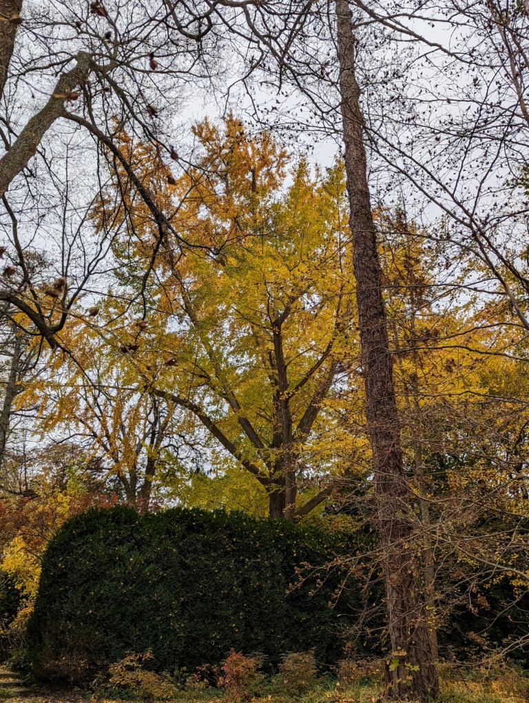 The Ginkgo Trees at My Farm - The Martha Stewart Blog