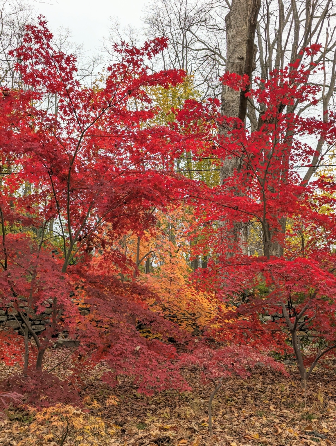 Mid-November in My Japanese Maple Grove - The Martha Stewart Blog