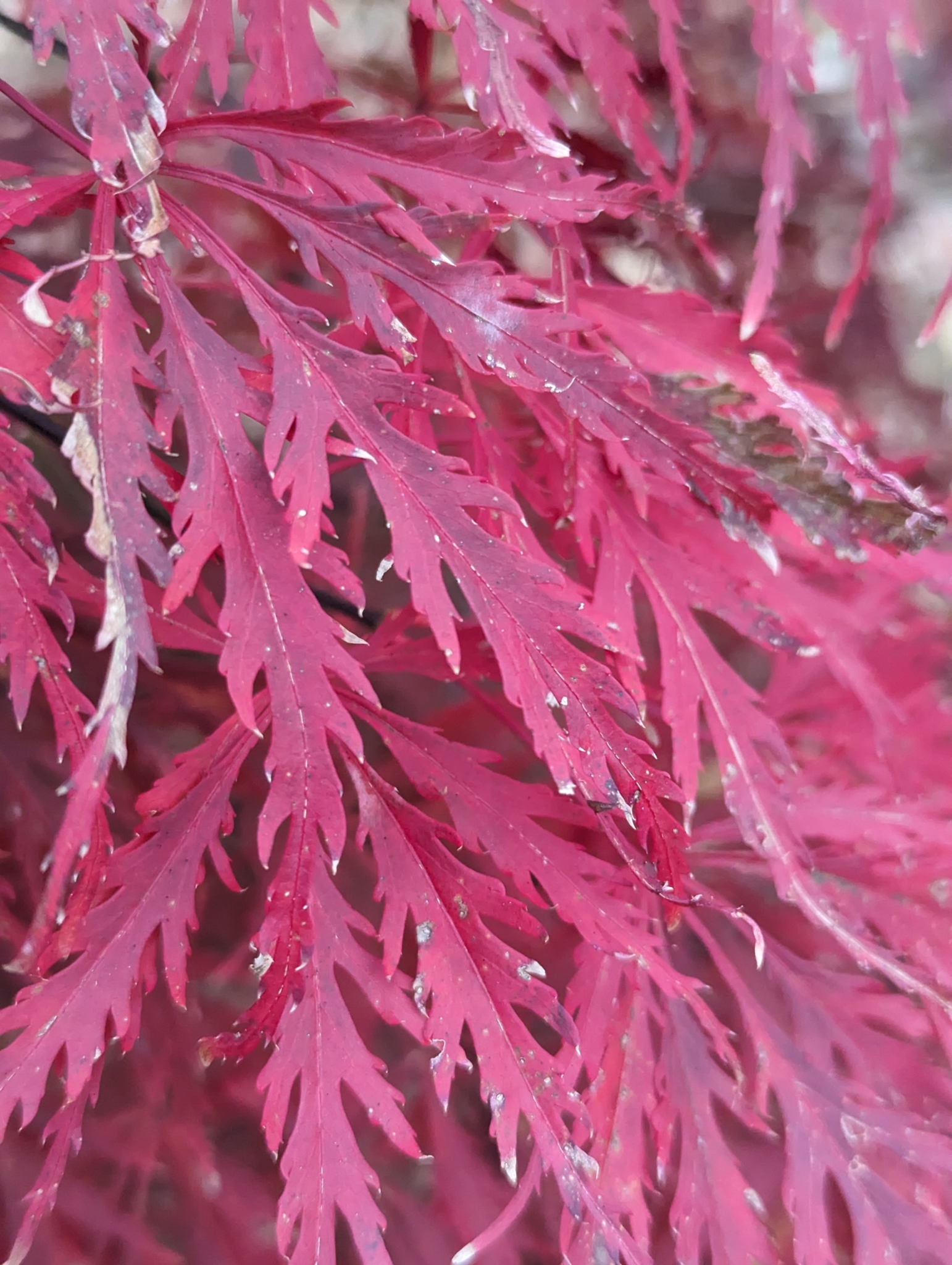 Mid-November in My Japanese Maple Grove - The Martha Stewart Blog