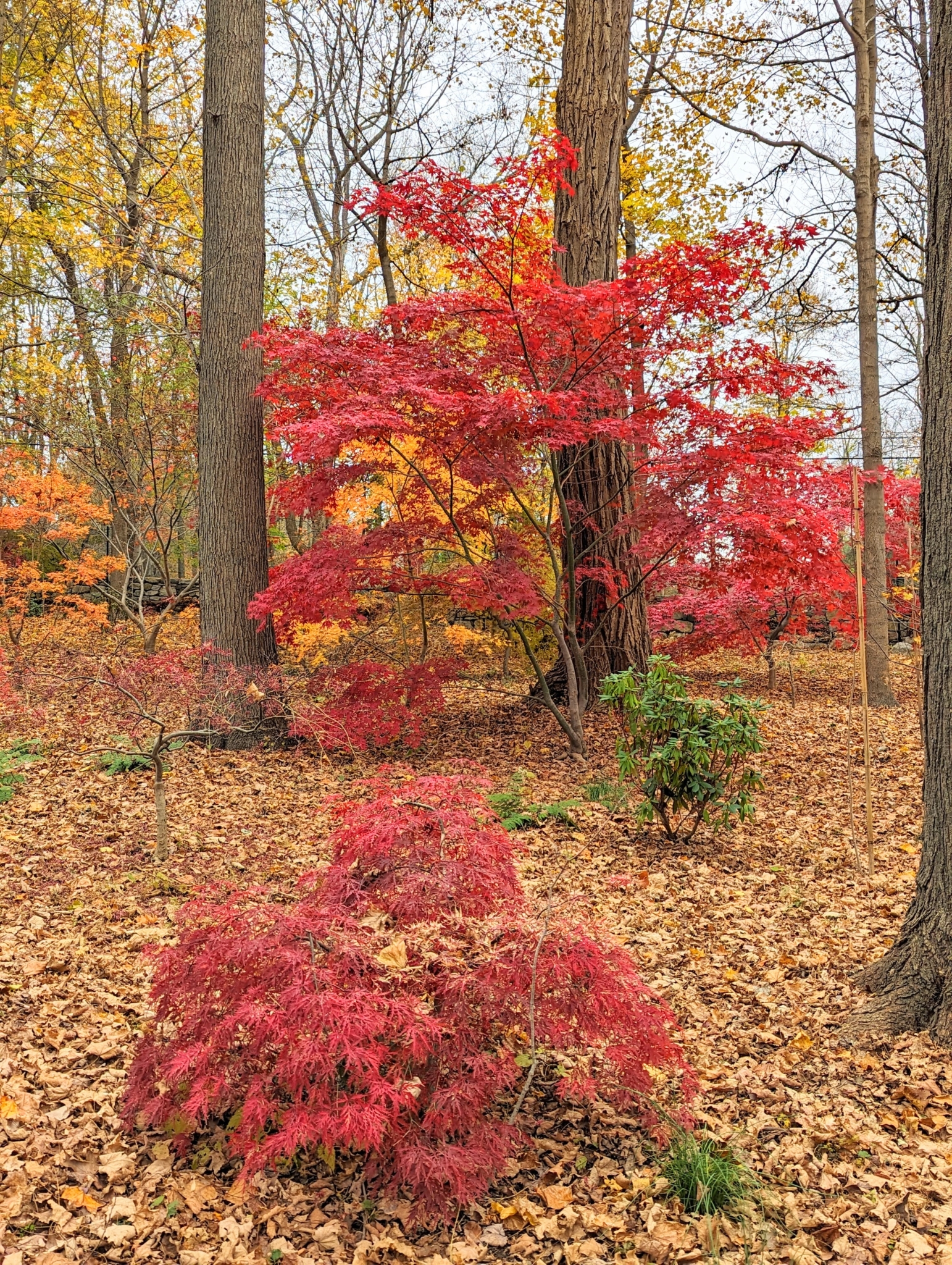 Mid-November in My Japanese Maple Grove - The Martha Stewart Blog