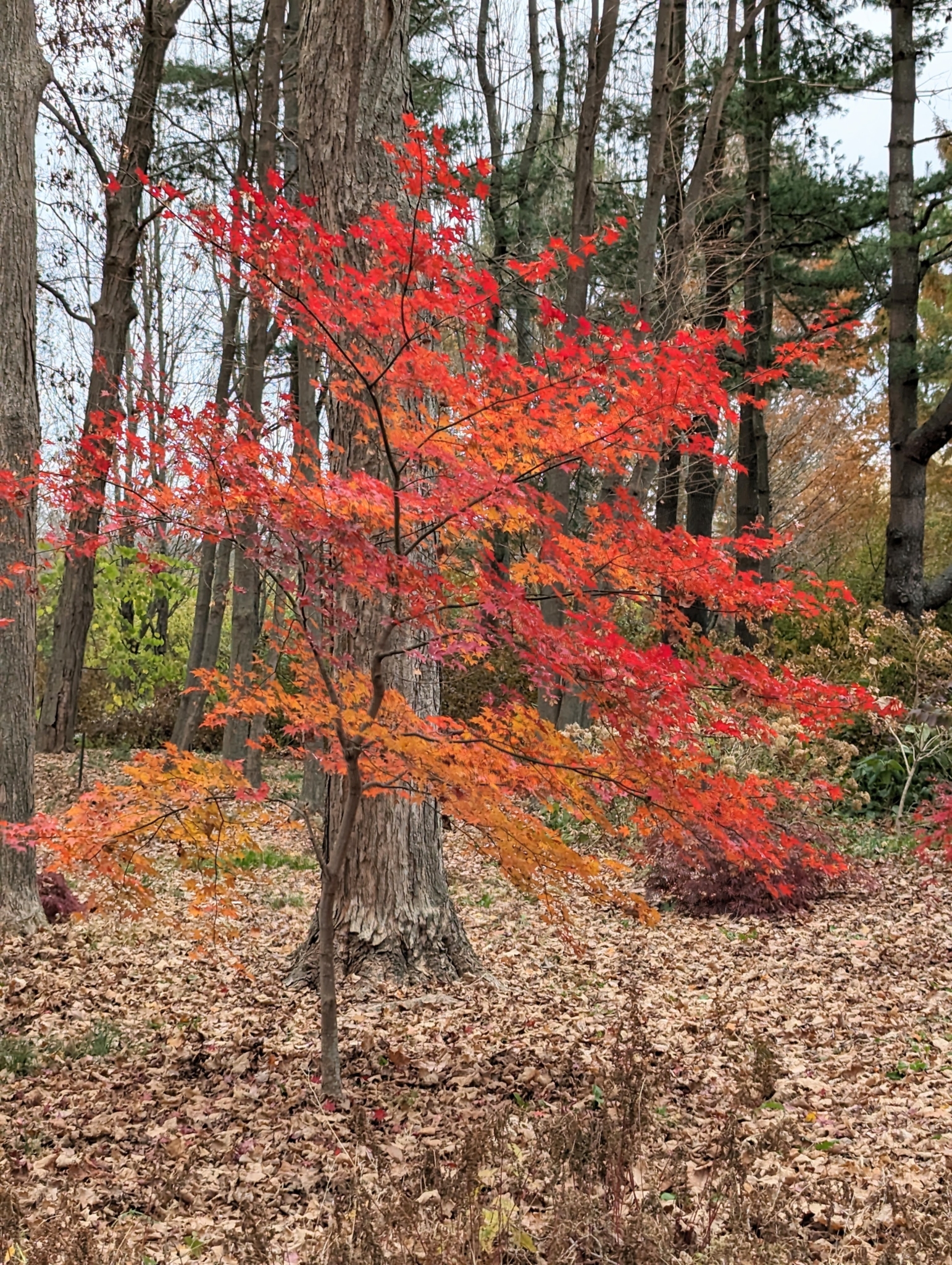 Mid-November in My Japanese Maple Grove - The Martha Stewart Blog