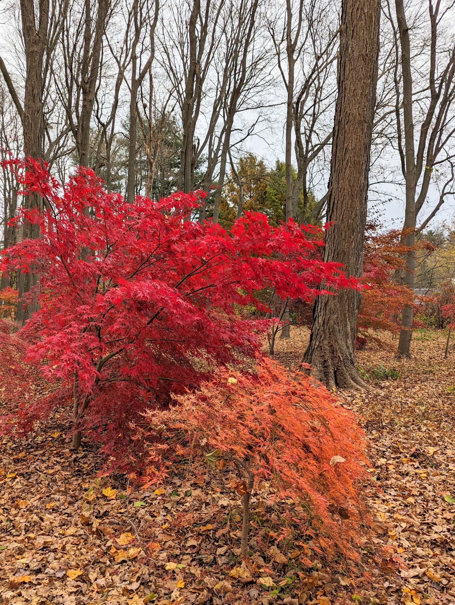 Mid-November in My Japanese Maple Grove - The Martha Stewart Blog